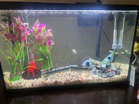 Why Is My Moms Tank Growing Algae Like Stuff So Quickly Raquariums