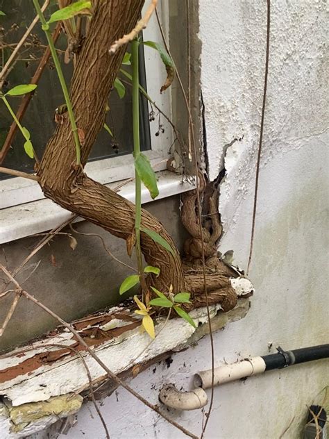 Buddleia And Building Damage In Urban London Properties