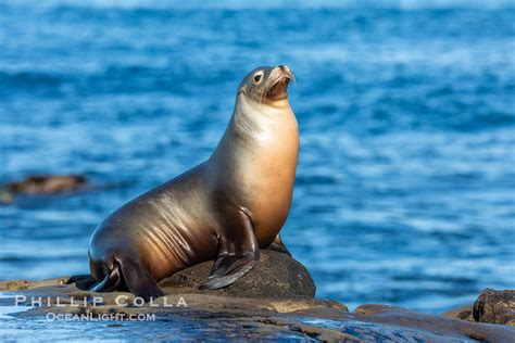 Sunrise Portrait Of California Sea Lion At La Jolla Cove In San Diego