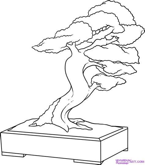 Bonsai Tree Drawing At Explore Collection Of
