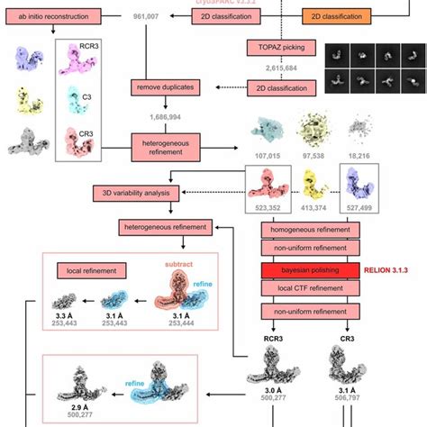 Workflow For Cryo Em Data Processing Movies From Three Grids Of The Download Scientific Diagram