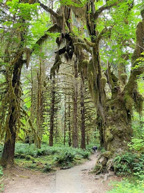 10 Best Day Hikes On The Olympic Peninsula In Summer And What To Pack