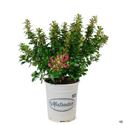 Escallonia Compacta — Green Acres Nursery And Supply