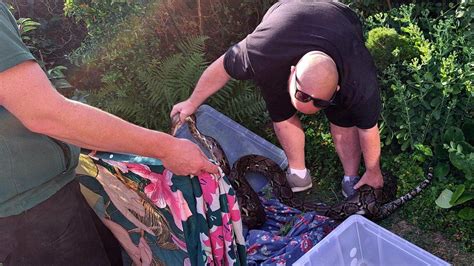 Bishopstoke Man Attacked By 11ft Python Calls For Extra Safety Measures