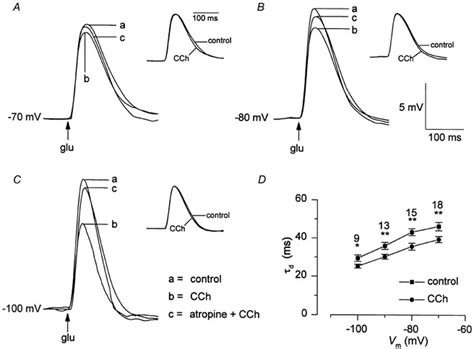 Cholinergic Inhibition Of Glutamate Evoked Postsynaptic Potentials Download Scientific Diagram
