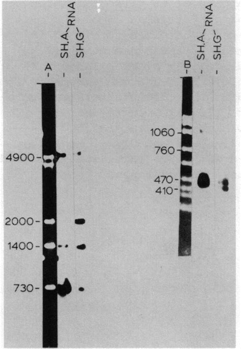 The Size Of The Yeast Rdna Fragments Is Indicated The Remaining Download Scientific Diagram