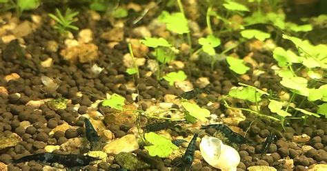 The Blue Things Album On Imgur