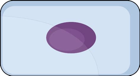 Endothelial Figure Science Figures