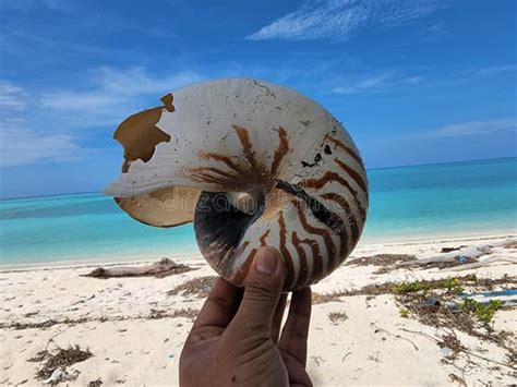 Allonautilus In Takabonerate Island Stock Image Image Of Island Takabonerate 263917915