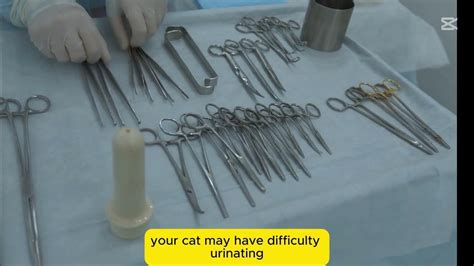 Understanding Perineal Urethrostomy Pu Surgery For Male Cats 🐾 Youtube