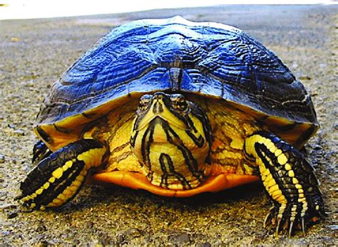 Trachemys Scripta Adult Download Scientific Diagram
