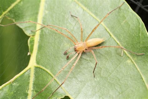 Male Yellow Sac Spider Cheiracanthium Inclusum Satara Maharashtra