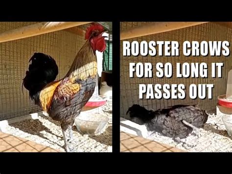 Rooster Crows For So Long It Passes Out Youtube