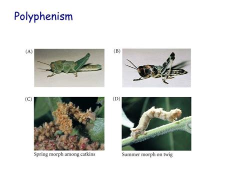 Ppt Developmental Plasticity And Symbiosis Powerpoint Presentation