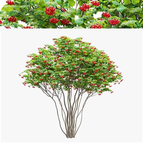 Viburnum Multistem 3d Model Turbosquid 1967539