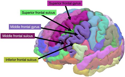 Frontiers Lateral Prefrontal Cortex Thickness Is Associated With Stress But Not Cognitive