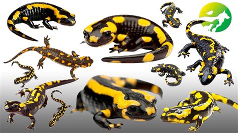 Class Amphibia Salamandra