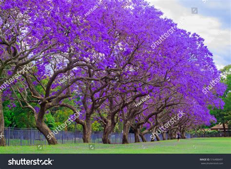 What Does A Young Jacaranda Tree Look Like At Randall Maupin Blog