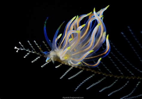 Tenelia Sp Милые животные Животные Цветы из сахарной мастики