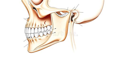 Human Jaw Anatomy Illustration Teeth And Temporomandibular Joint Stock Illustration