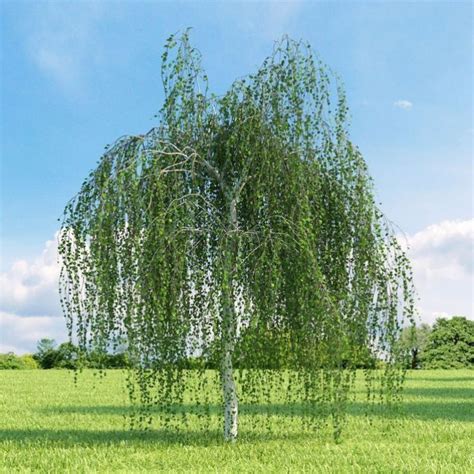 Birch Tree Branches Drooping