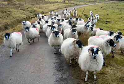 Scottish Blackface Sheep