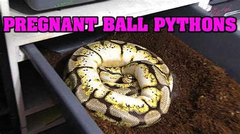 Is My Ball Python Gravid Signs Your Going To Have Eggs 🥚🥚🥚🥚🥚🥚🥚🥚 Youtube