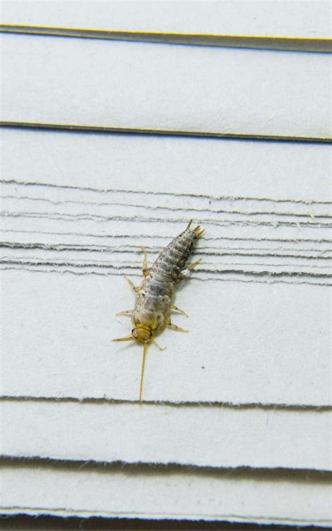 Sliverfish Pest Devil