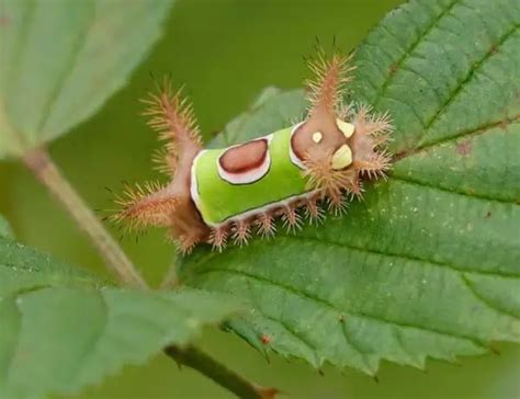 17 Cute Bugs For New Found Creepy Crawly Appreciation