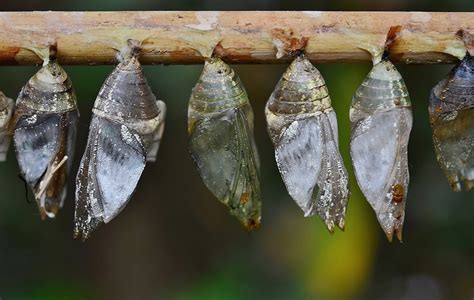 Different Types Of Insects Cocoons At Erin Bergan Blog