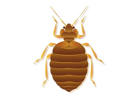Premium Vector Bed Bug Vector Art Isolated On White Background