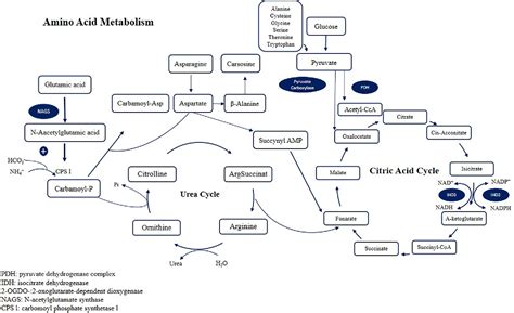 Figure 2 From Pseudodendritic Keratitis In Citrullinemia A Report Of An Unusual And Novel