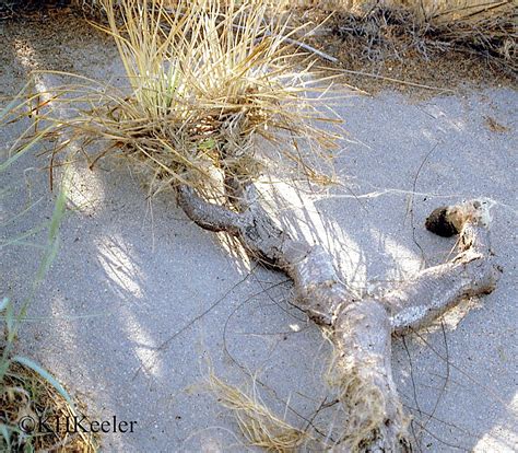 A Wandering Botanist Plant Confusion Yucca And Yuca