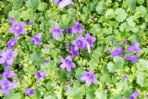 Kellukas `porto` Eliseaed E Pood