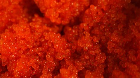 Fish Eggs Sea Stock Footage Royalty Free Video Clips Storyblocks