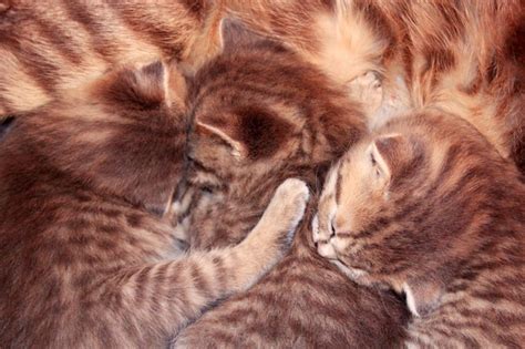 Premium Photo Newborn Kittens Of Scottish Straight Breed On Their Mother