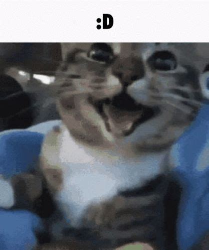 Cat Smile Happy Cat 