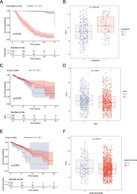 Development Of A Prognostic Model For Breast Cancer Patients Based On Intratumoral Tumor
