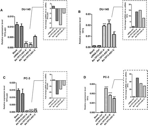 Silencing Of Tp73 As1 In Prostate Cancer Cells Restores Expression Of