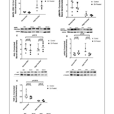 Paradoxical Signaling Contd Higher Levels Of A Total Mapk Erk1 Erk2 Download Scientific