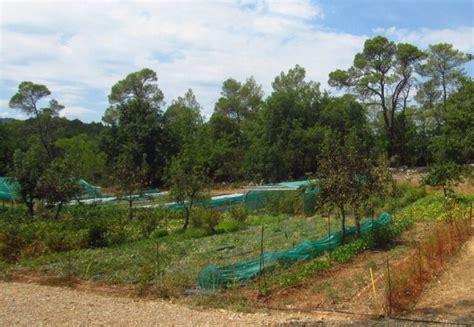 Fruits And Vegetables Intercropping