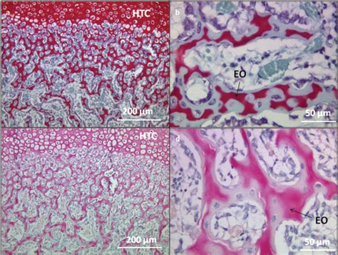 The Cartilagebone Interface Musculoskeletal Key