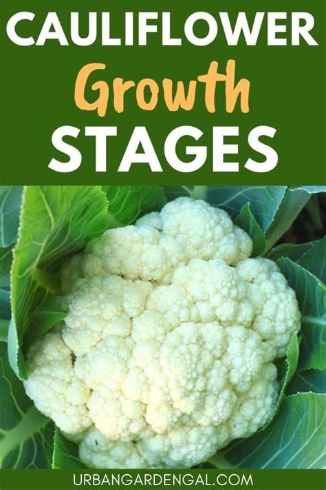Cauliflower Plant Growth Stages Urban Garden Gal