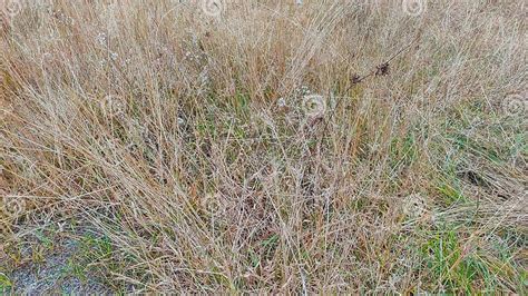 The Grass Started To Wilt And Dry Because It Was Sprayed With Grass