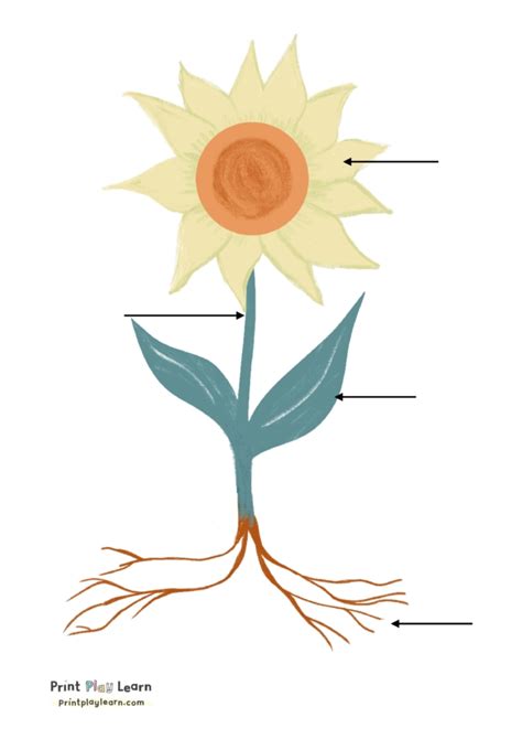Labeled Diagram Parts Of A Sunflower At Tina Roberts Blog