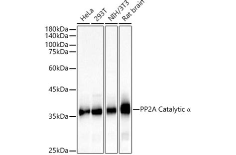 Anti Pp2a Alpha Antibody A15336