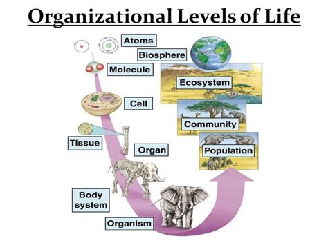 Introduction To Biology Forms Of Life Biology Of The Cell Online