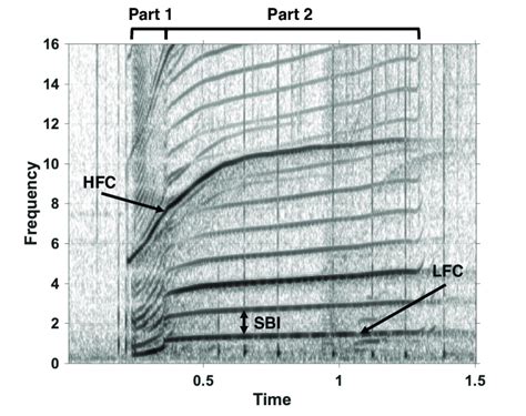 Spectrogram Of A Killer Whale Pulsed Call The Low Frequency Contour