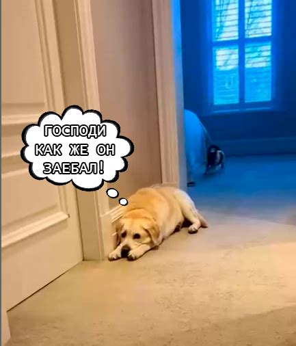 видеогифки гифки живность собаки бесоебие Safereactor