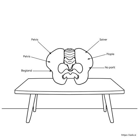 Pelvis Coloring Page